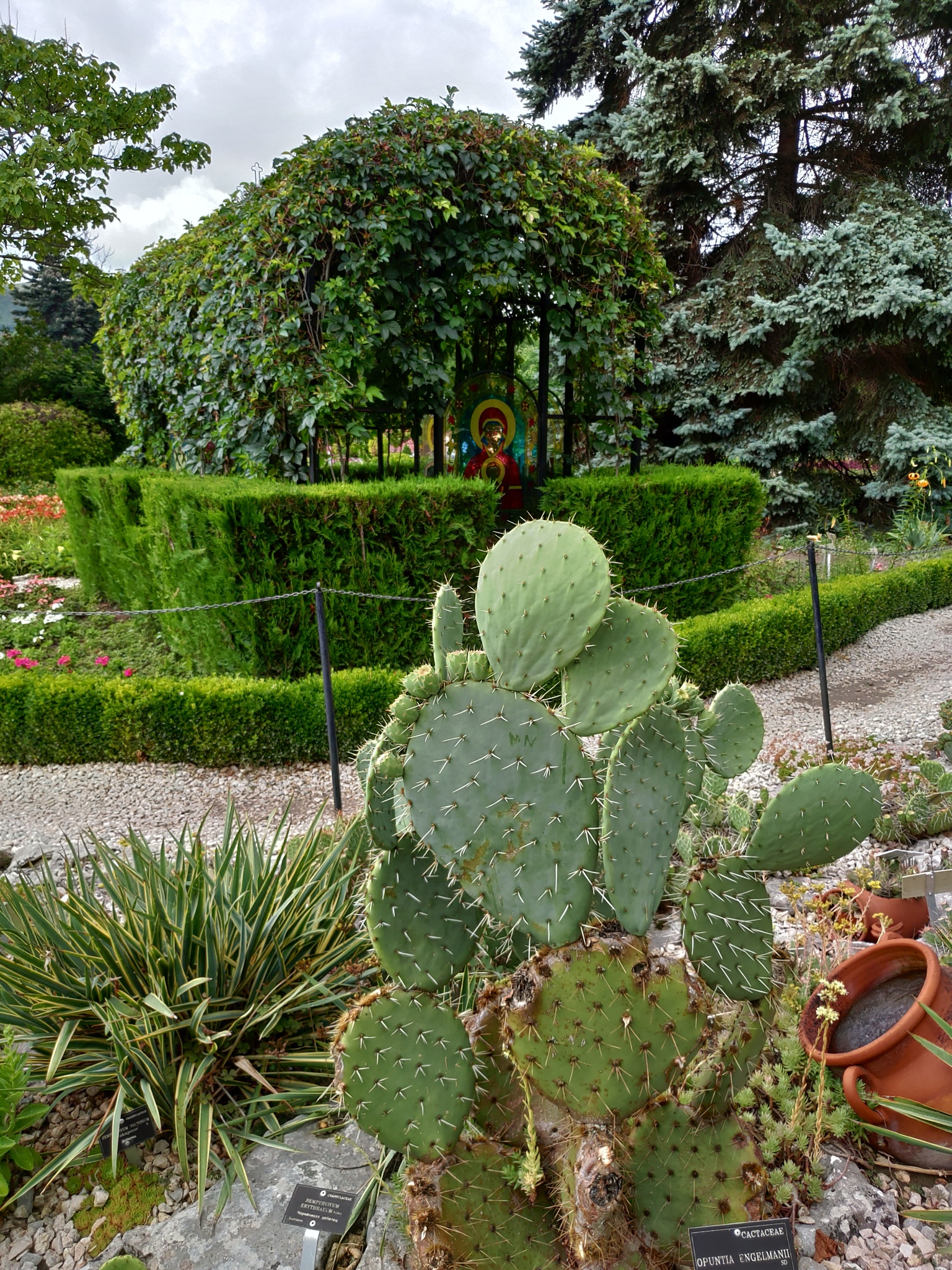 gradina_botanica_balchik_asus_cactusi_5