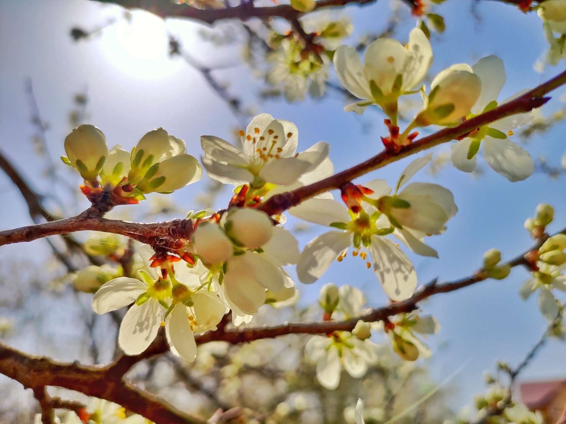 primavara_pomi_infloriti_2020_4