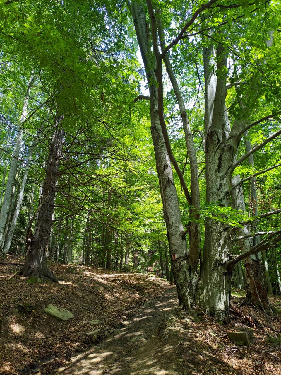 drumetie-lacul-vulturilor-muntii-siriului-valea-neagra-53