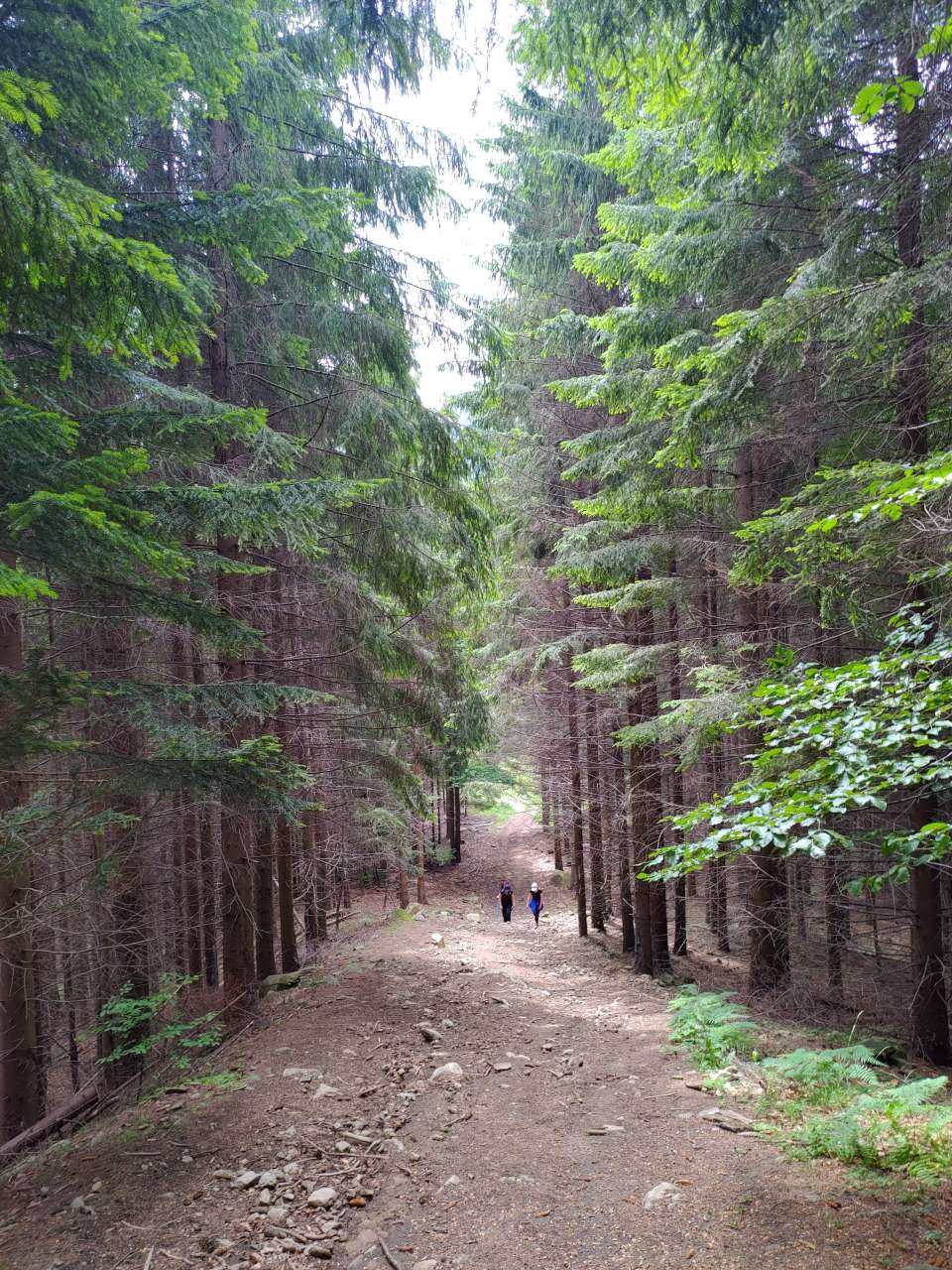 drumetie-lacul-vulturilor-muntii-siriului-valea-neagra-54