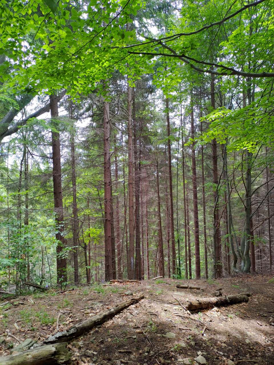 drumetie-lacul-vulturilor-muntii-siriului-valea-neagra-56