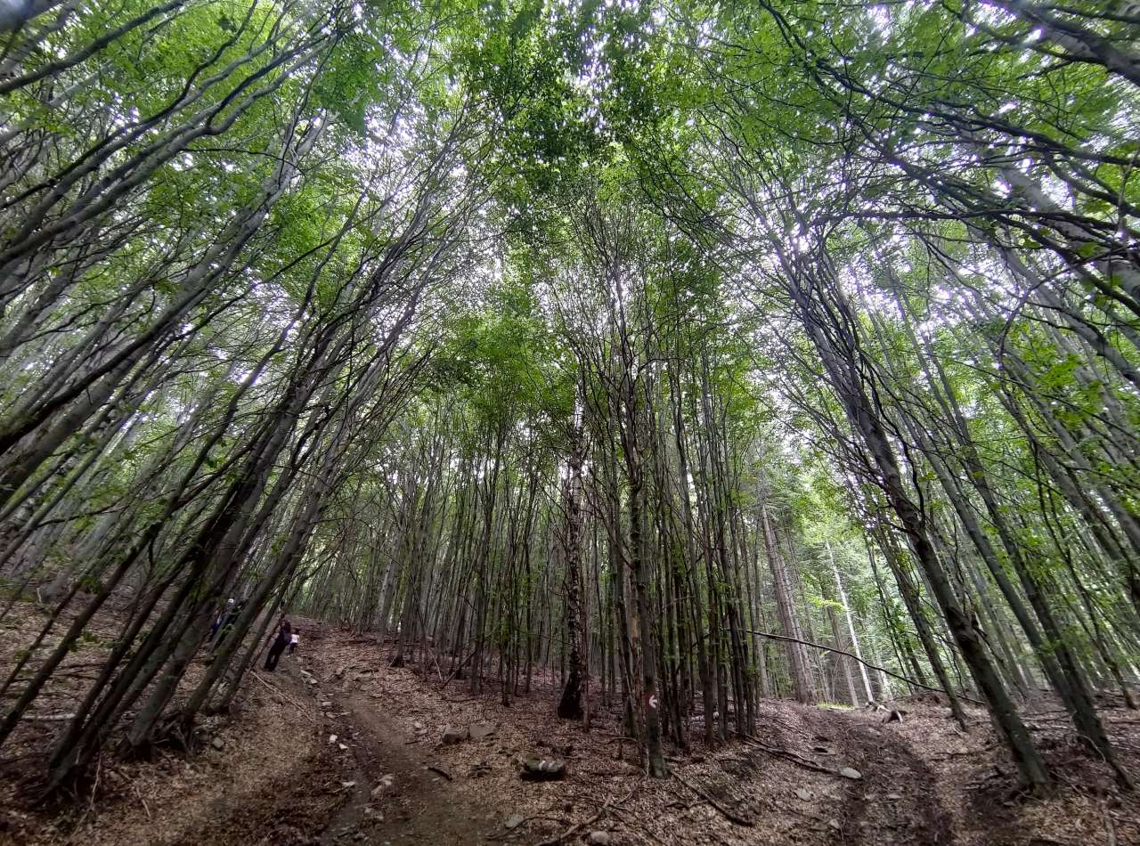 drumetie-lacul-vulturilor-muntii-siriului-valea-neagra-57