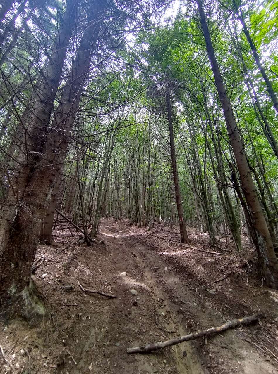 drumetie-lacul-vulturilor-muntii-siriului-valea-neagra-58