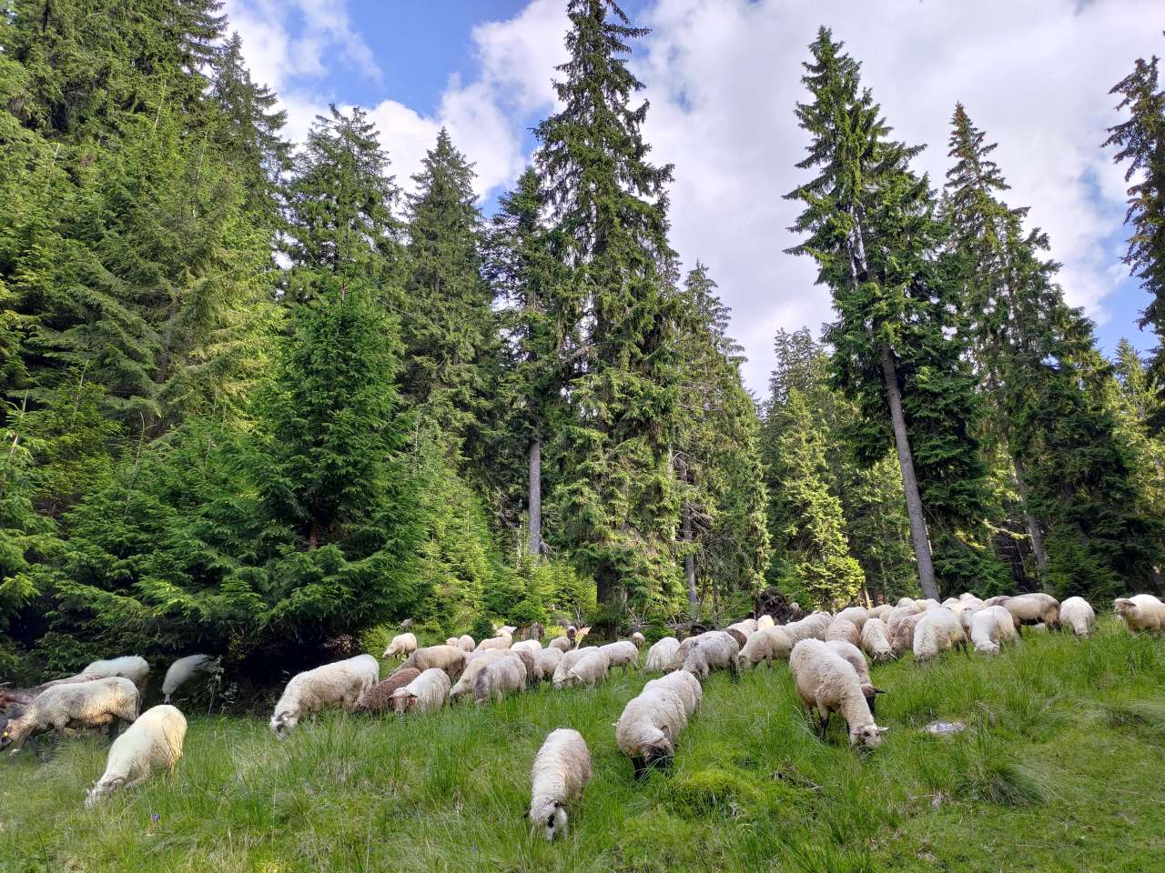 drumetie-lacul-vulturilor-muntii-siriului-valea-neagra-67