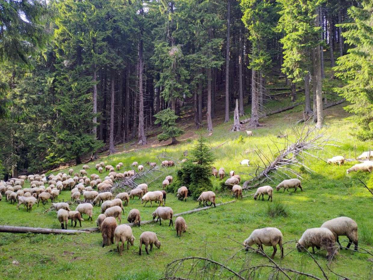 drumetie-lacul-vulturilor-muntii-siriului-valea-neagra-69